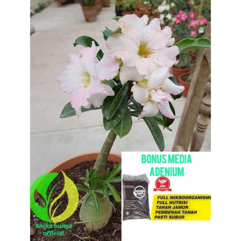 Jual ( Adenium tumpuk + media tanam ) Bunga adenium tumpuk white ...