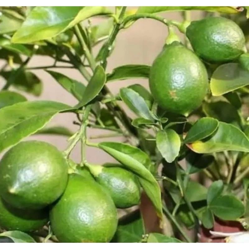 Jual Bibit Lemon Kalifornia Sudah Berbuah Bibit Lemon Import Kalifornia ...