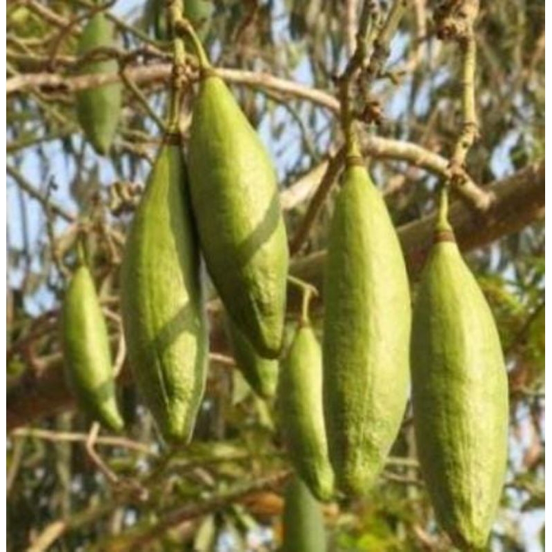 Jual Buah randu segar 1 kg | Shopee Indonesia