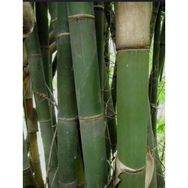 Jual Potongan bambu ater bahan kerajinan | Shopee Indonesia