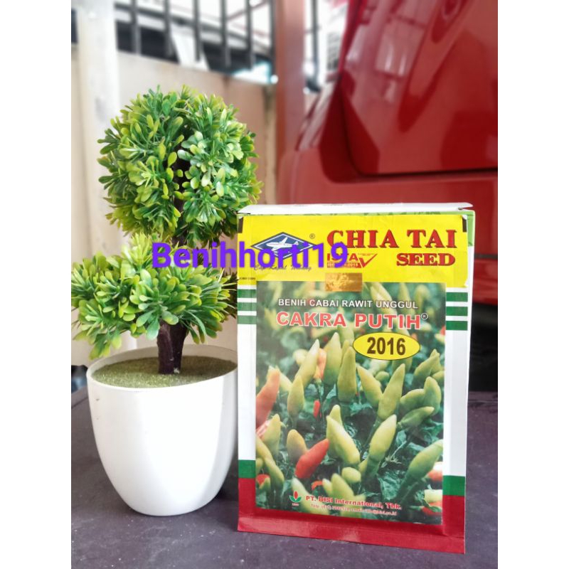 Jual Benih Cabe Rawit Cakra Putih isi 10 gram | Shopee Indonesia