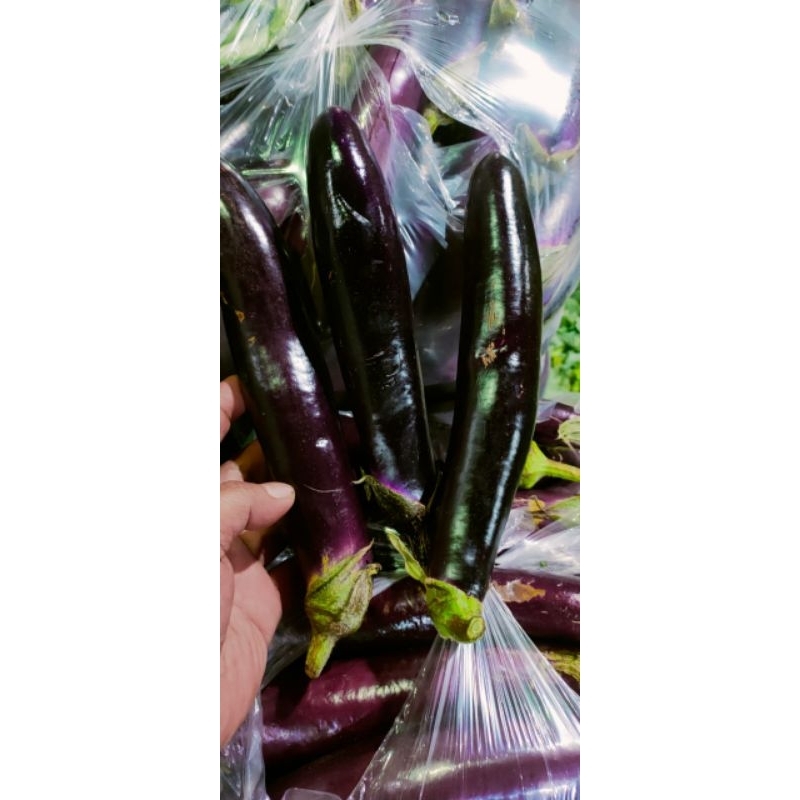 Jual terong ungu 1kg | Shopee Indonesia