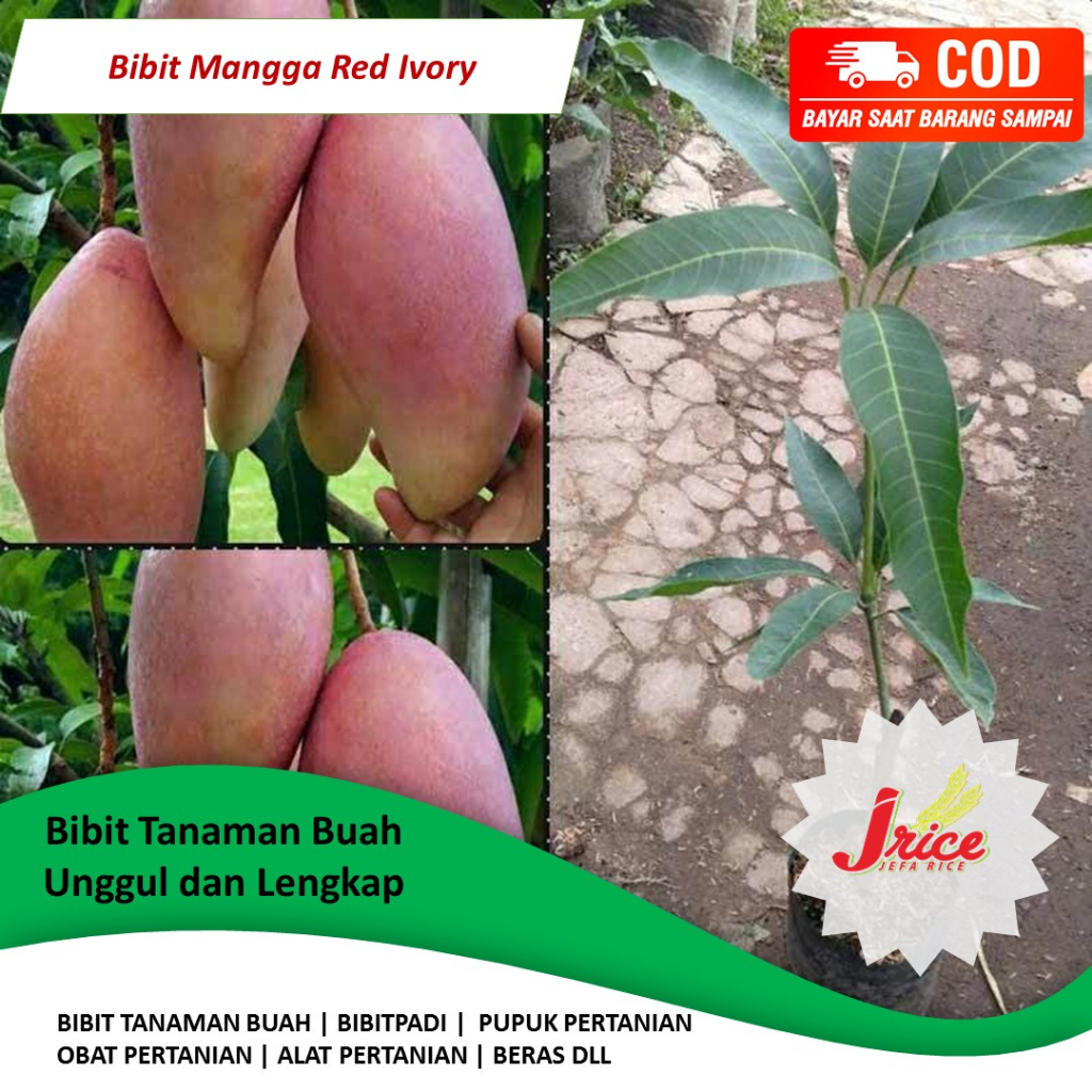 Jual BIBIT MANGGA RED IVORY ASLI OKULASI CEPAT BERBUAH | Shopee Indonesia