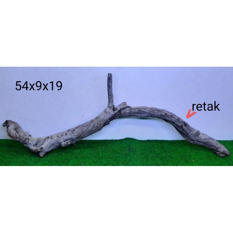 Jual Kayu Santigi Laut - Kayu Tenggelam - Aquascape - Channa - 11 ...