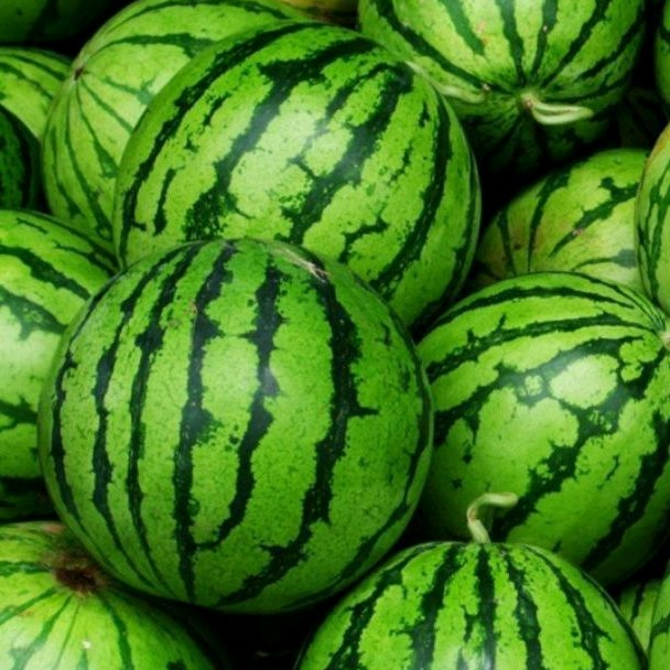 Jual Semangka 1Glondong Semangka khas Indramayu Buah Semangka Segar ...