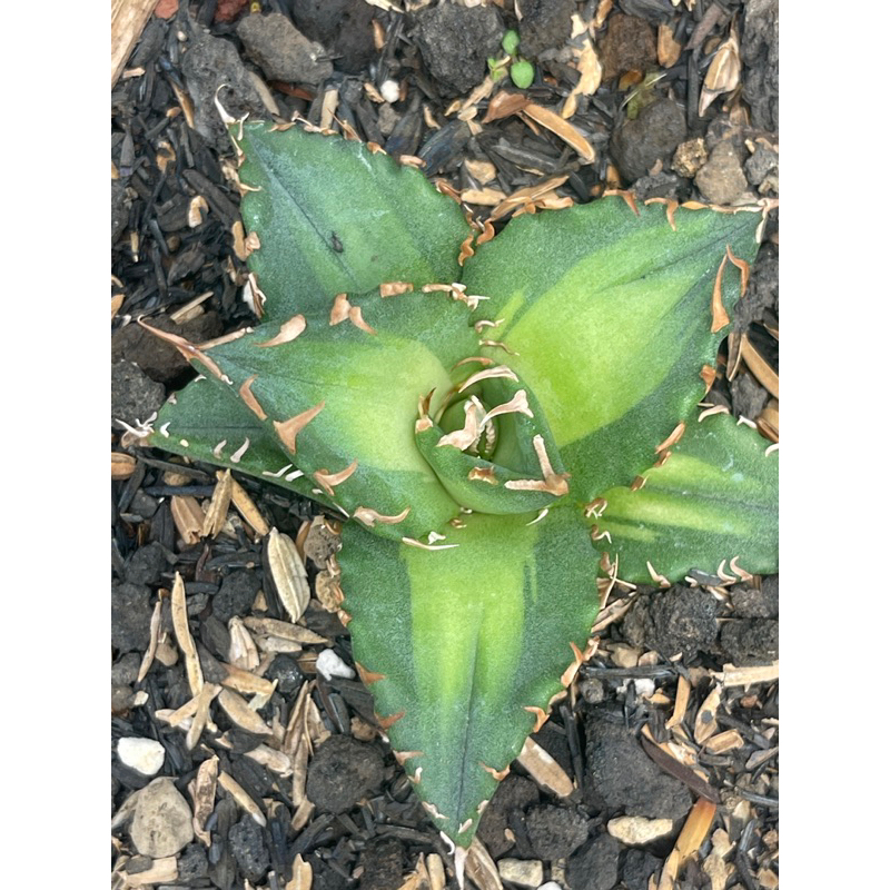 Jual agave titanota solar exlipse tanaman hias, | Shopee Indonesia