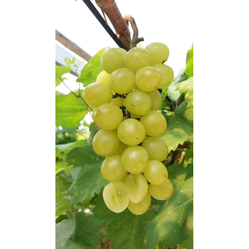 Jual Autumn Crisp Tanaman Anggur Import Premium Supermarket Terlaris ...