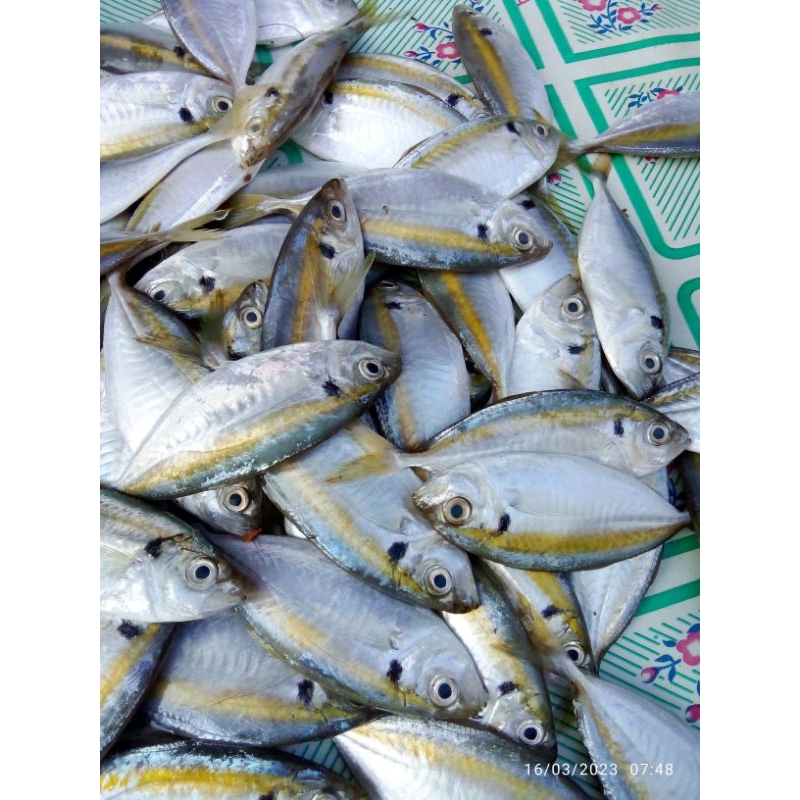 Jual ikan selar basah presh prozen 500gr | Shopee Indonesia