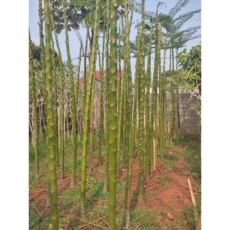 Jual pohon solobium tinggi 4 meter | Shopee Indonesia