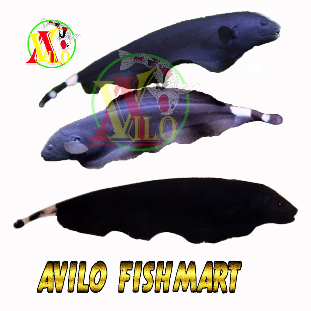 Jual ikan hias black ghost tanggung setan hitam | Shopee Indonesia