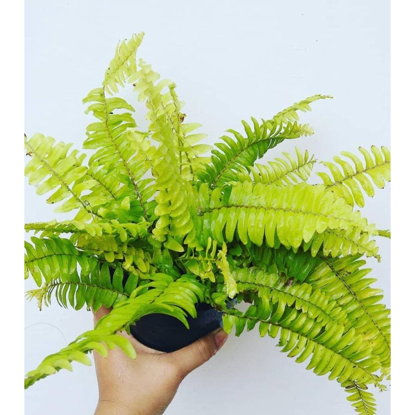 Jual Tanaman Hias Pakis Irian Kuning (polypodiophyta) pohon hidup ...