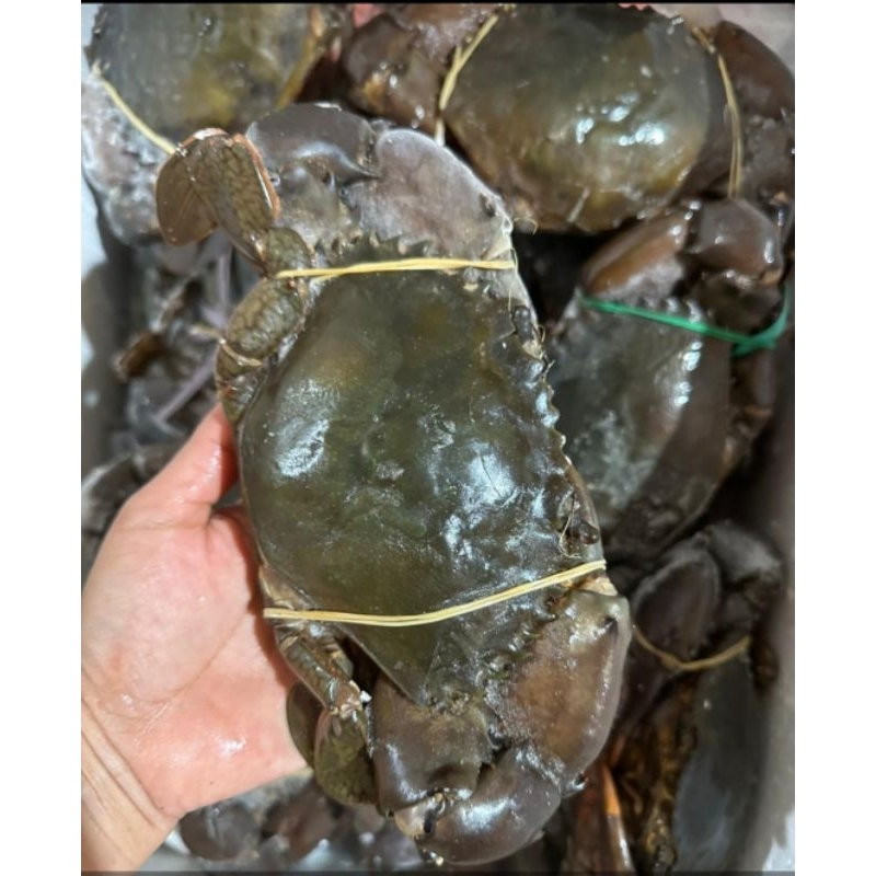 Jual KEPITING BAKAU JUMBO BEKU 1 KG ISI 2-3 EKOR | Shopee Indonesia