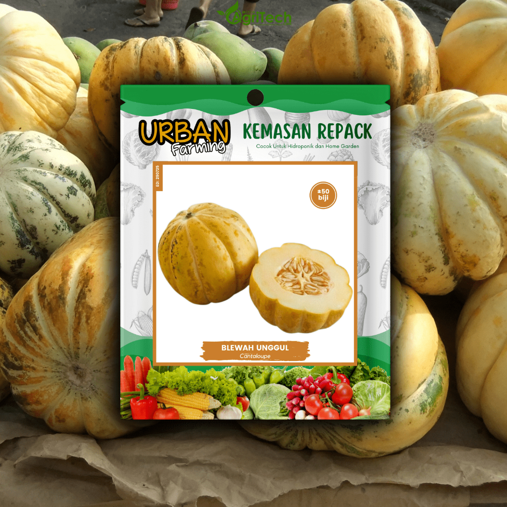 Jual BENIH BIBIT BLEWAH BELEWA UNGGUL ISI 50 ++ NAS REPACK | Shopee ...