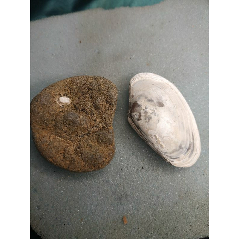Jual fosil kerang dan batu asli alam | Shopee Indonesia