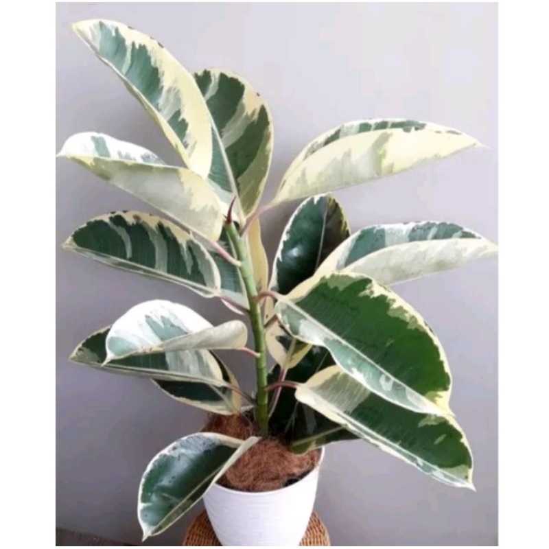 Jual Tanaman Ficus karet kebo varigata Dan Merah | Shopee Indonesia