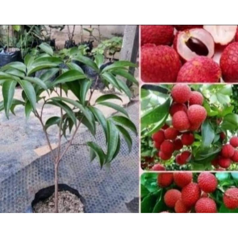 Jual Buah Leci Terlengkap & Harga Terbaru Mei 2026 | Shopee Indonesia