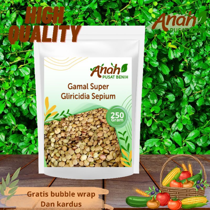Jual Benih Gamal super 250 gram / bibit Gamal / Biji Gamal | Shopee ...