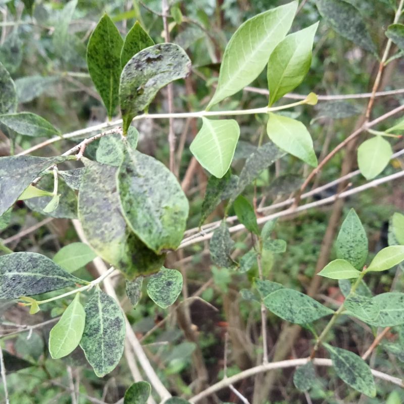 Jual daun pacar / daun Inai / hena | Shopee Indonesia