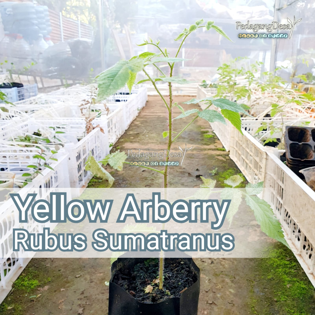 Jual Yellow Arbei | Arben | Rubus Sumatranus Original | Dataran Rendah ...