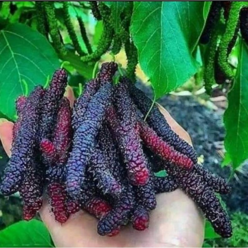 Jual bibit stek cutting Long Murbei asli | Shopee Indonesia