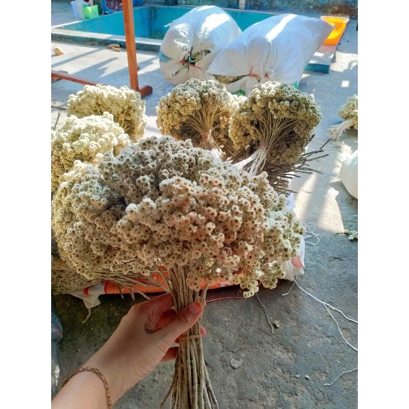 Jual bunga kering bahan buket | bunga edel | Shopee Indonesia