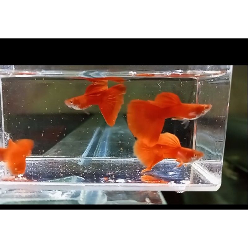 Jual Ikan Guppy Albino Full Red (1 pasang) | Shopee Indonesia