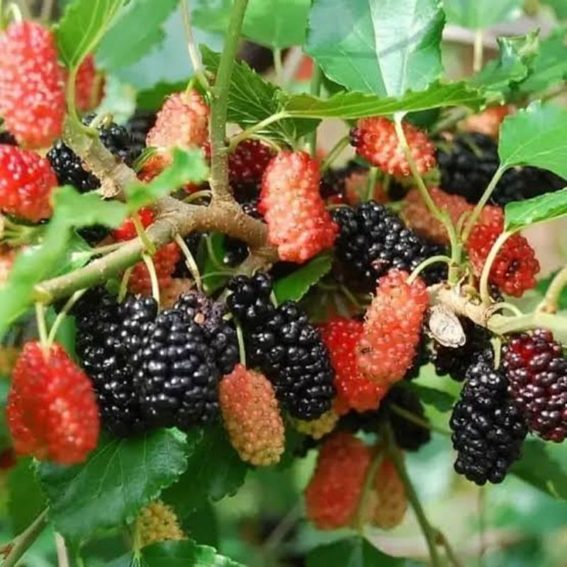 Jual Tanaman Bibit Pohon Buah Murbei atau Besaran Siap Tanam | Shopee ...