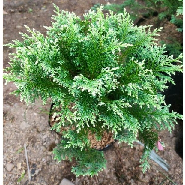 Jual Pohon Cemara Putih / Cemara inoki Ukuran dewasa rimbun | Shopee ...