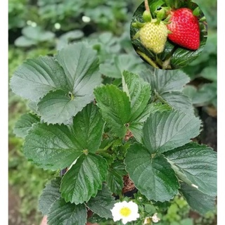 Jual Tanaman Bibit Buah STRAWBERRY SUDAH BERBUAH ( Merlan, Mencer ...
