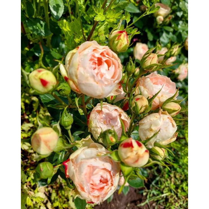 Jual Bunga Mawar Import LOVELY ROKOKO Berbunga Wangi & Bergaransi ...