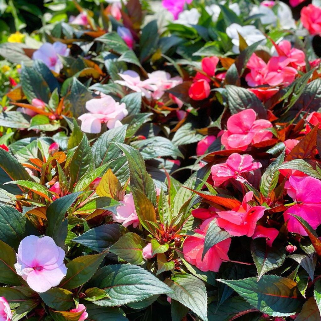 Jual Tanaman hias bunga pacar Hawai - Tanaman Bunga Pacar Air ...