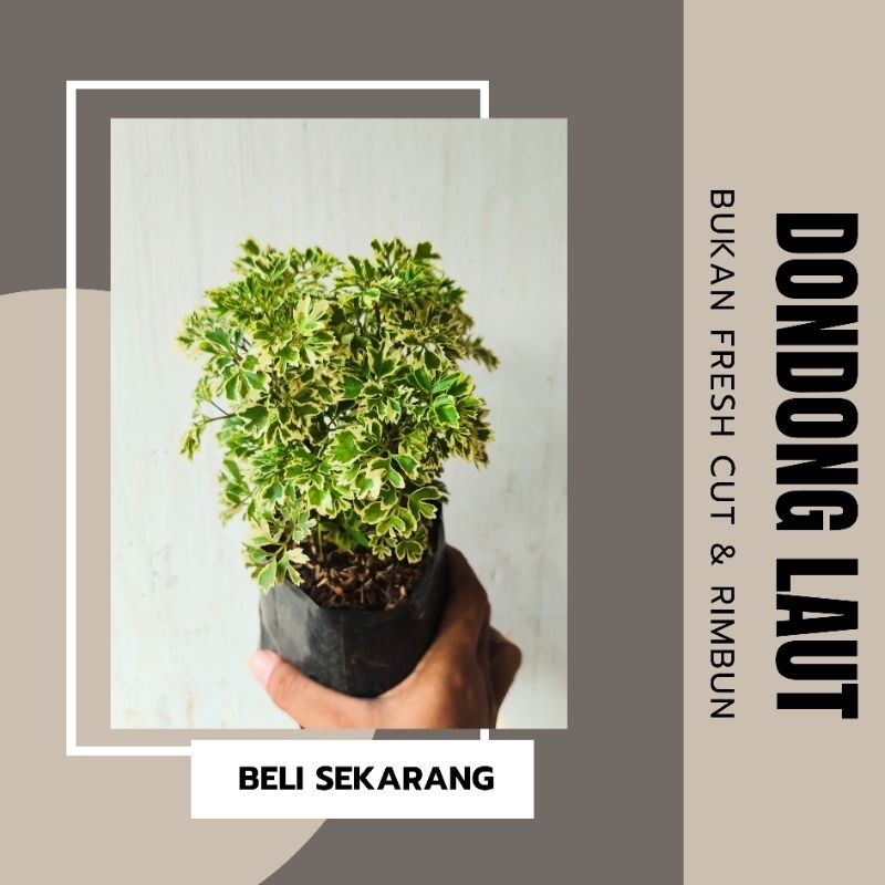 Jual Dondong Laut Outdoor Plant SEHAT , RIMBUN, NO FRESH CUT | Shopee ...