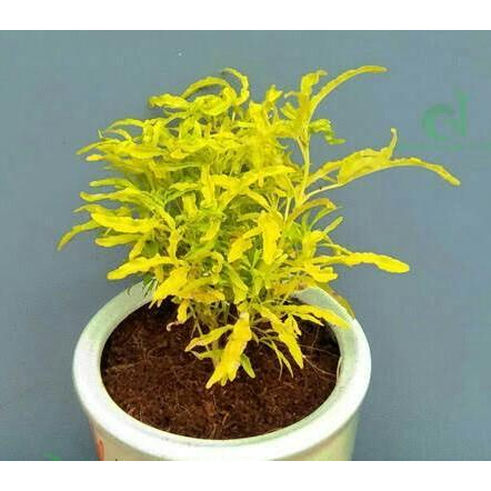 Jual Tanaman Hias Bunga Brokoli Kuning - taman | Shopee Indonesia