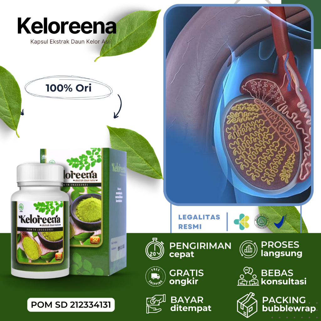 Jual Obat Varikokel Di Buah Zakar Bengkak Sebelah Testis Bengkak ...