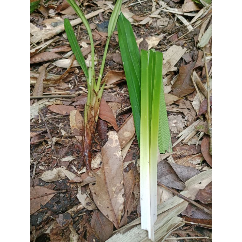 Jual Tanaman Hias pandan Hutan Langka | Shopee Indonesia