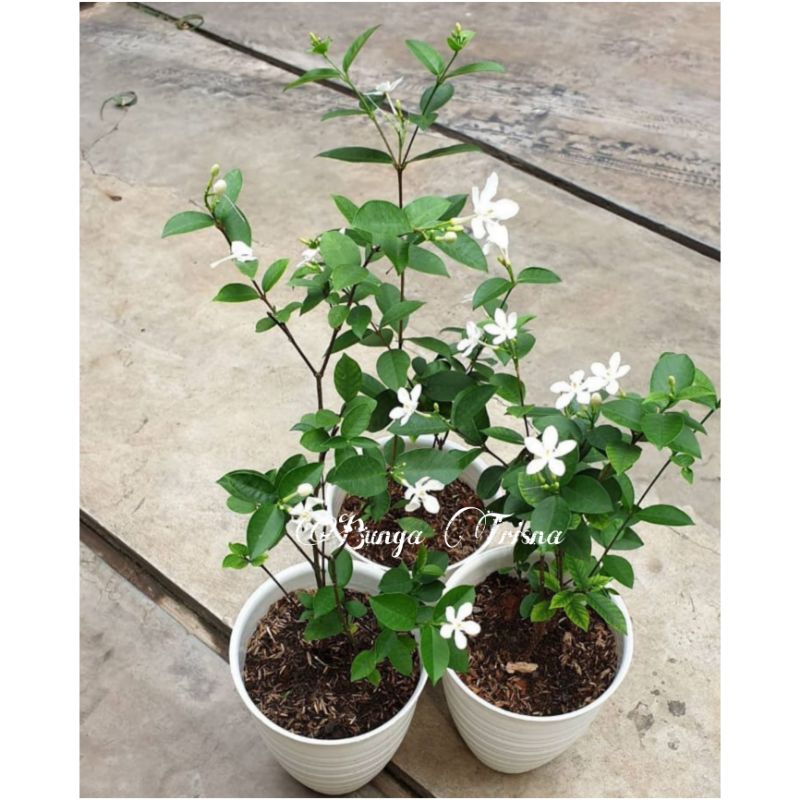 Jual Tanaman Hias Bunga Melati Jasmine / Bunga Yasmin Putih | Shopee ...