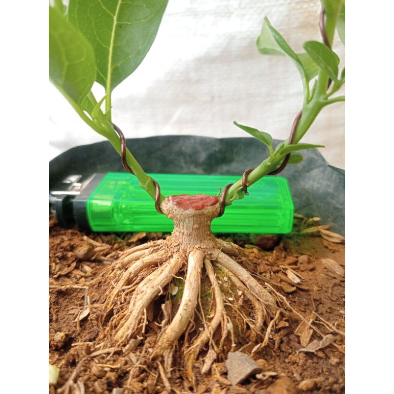 Jual Bahan Bonsai Sancang Mame Prokar Program Akar Realpict Sesuai Foto ... Jual Bahan Bonsai Sancang Mame Prokar Program Akar Realpict Sesuai Foto ...