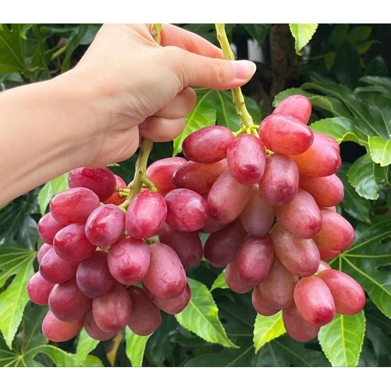 Jual Anggur RED Shine Muscat 1kg | Shopee Indonesia