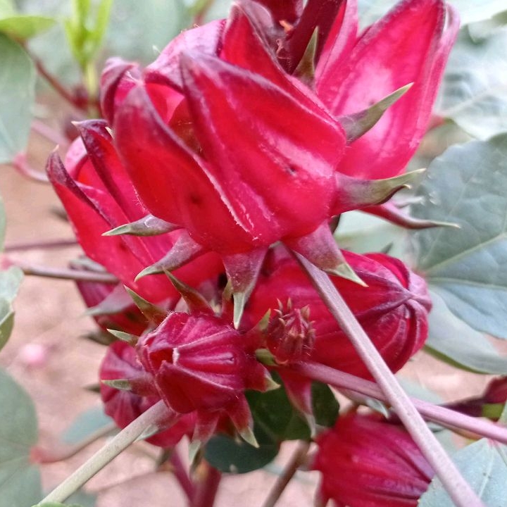 Jual ROSELLA MERAH SEGAR 500 GRAM LANGSUNG PETIK DARI KEBUN | Shopee ...