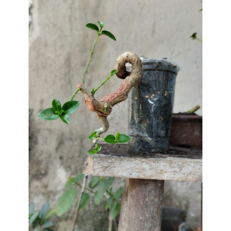 Jual Bonsai Mame Sancang gaya Cascade | Shopee Indonesia