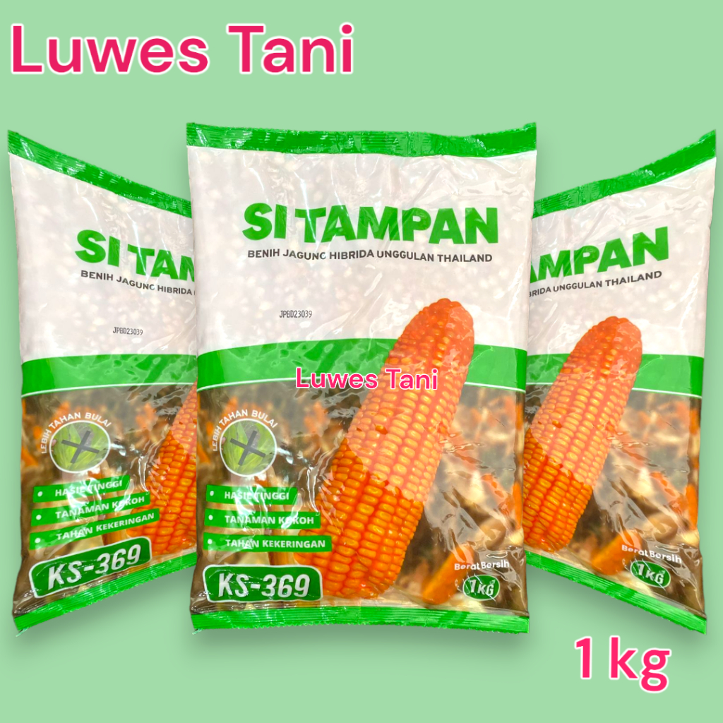 Jual Benih jagung hibrida Si Tampan KS-368 unggulan thailand 1kg tahan bulai dan busuk buah ...