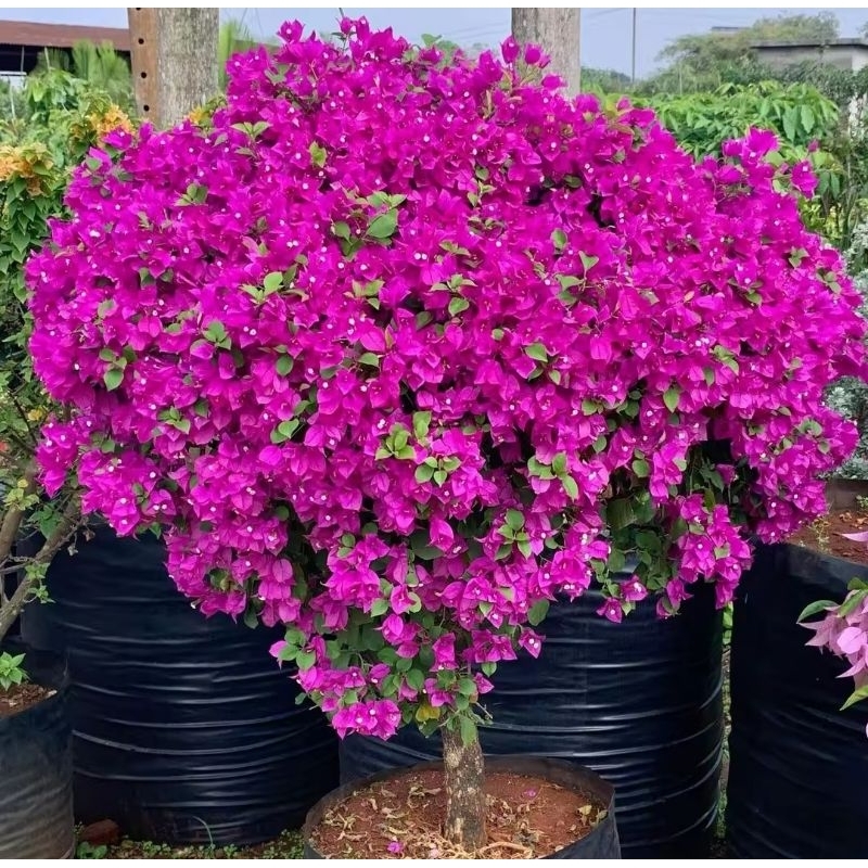 Jual tanaman bunga bogenvil warna murah / bibit bonsai bunga ...