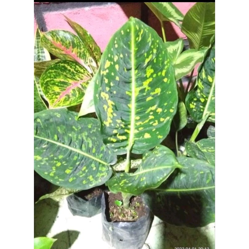 Jual Diven reflektor | Shopee Indonesia