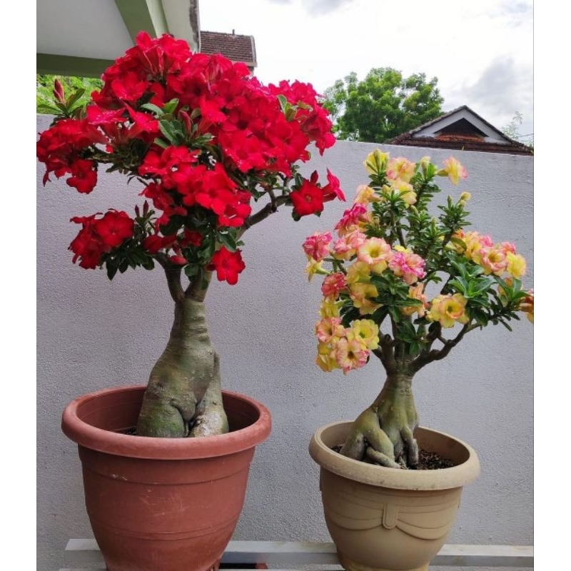 Jual Promo ! Paket 2 Adenium Kamboja Jepang / Adenium Kamboja Jepang ... Jual Promo ! Paket 2 Adenium Kamboja Jepang / Adenium Kamboja Jepang ...