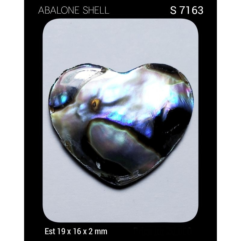 Jual 7163 Abalone Shell | Shopee Indonesia