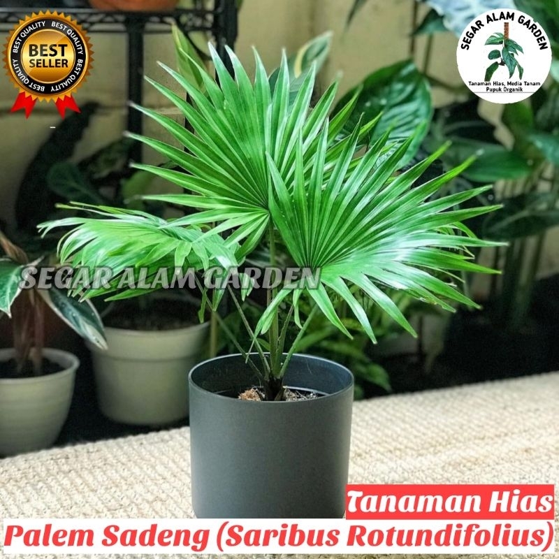 Jual Tanaman Hias Palem Sadeng - Saribus Rotundiofolus | Shopee Indonesia