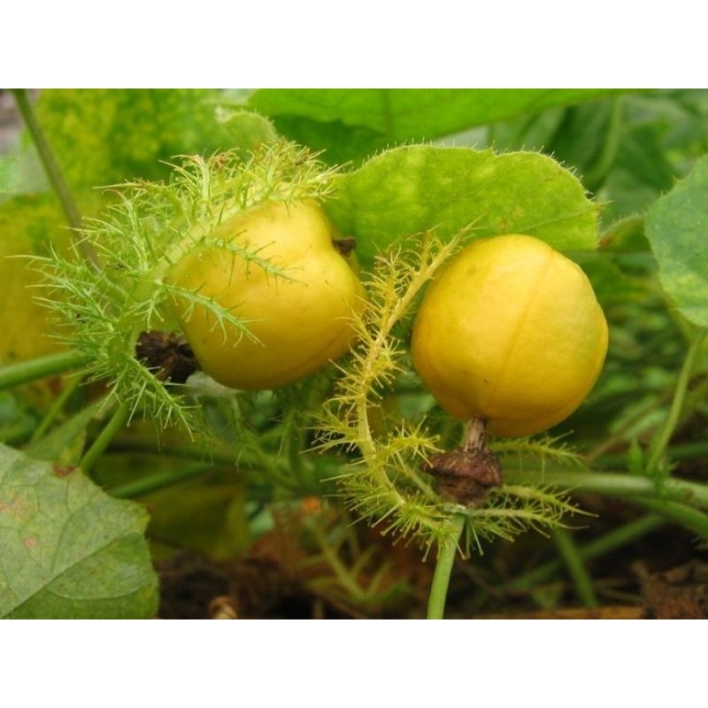 Jual Daun Markisa mini,Ciplukan rambat rambusa Fresh langsung petik ...