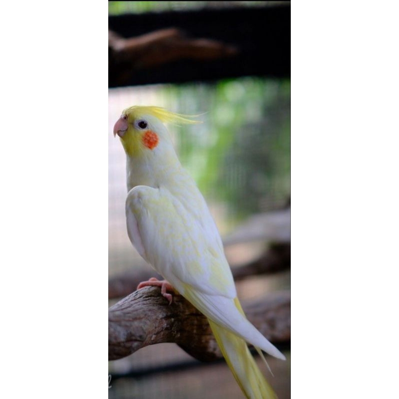 Jual BURUNG FALK PARKIT AUTRALIA LUTINO MATA MERAH | Shopee Indonesia
