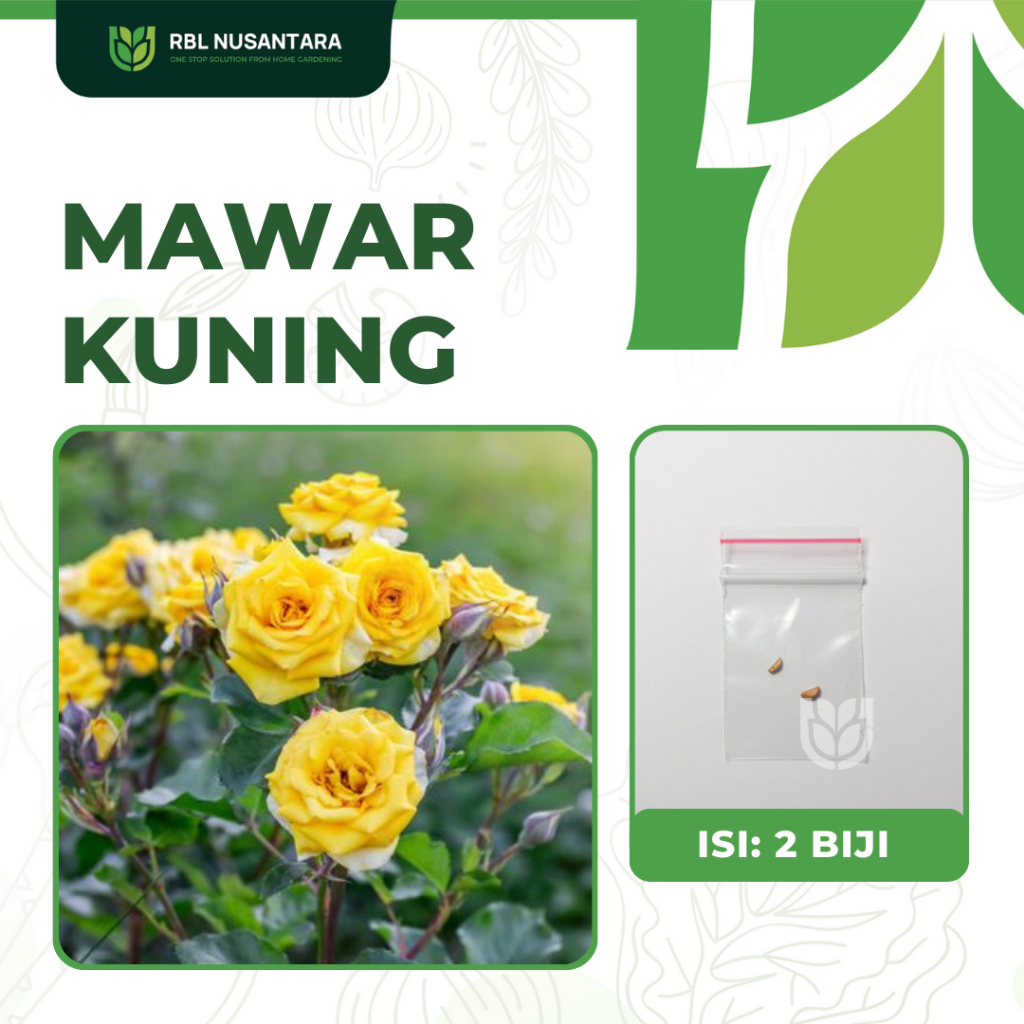 Jual Benih Bunga: 2 Benih Mawar Kuning Kualitas Unggul | Shopee Indonesia