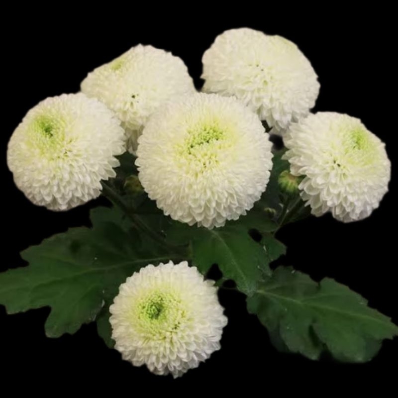 Jual Bunga Potong Pompom Putih 10 Batang | Shopee Indonesia